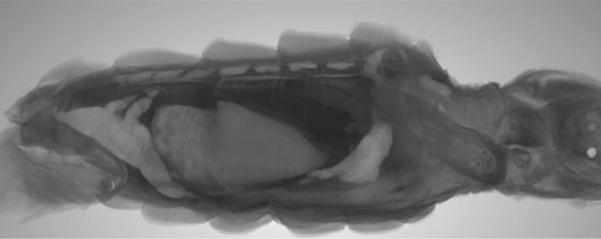 Making A 3D Turtle Florida Atlantic University Charles E Schmidt 